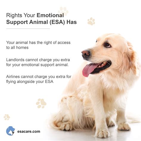 Everything You Need To Know About Emotional Support Animals