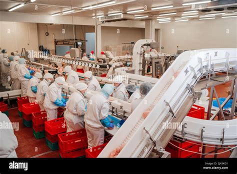 Meat Processing Plantindustrial Equipment At A Meat Factorymodern Poultry Processing Plant