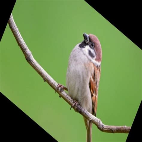 Birds Comp V Object Detection Dataset By BirdDetected