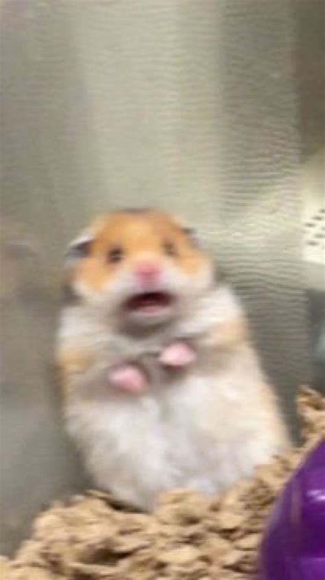 View 10 Staring Hamster Meme Wallpaper Bikoplwasuus