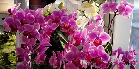 Садоводи розповіли як легко виростити красиві орхідеї Читайте на Ukr Net