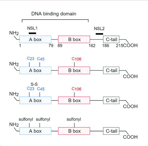 Structure And Redox Reaction Of Hmgb1 Hmgb1 Is Composed Of A Box B Download Scientific