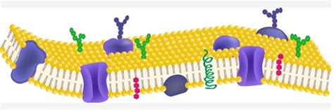 Phospholipids Boc Sciences