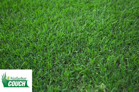 Nullarbor Couch Turf Sapar Landscaping Supplies