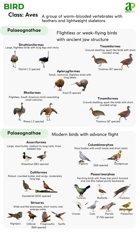 Birds Types Classification Characteristics Behaviors And Amazing Facts