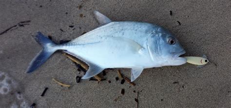 Whats The Difference Between White Papio And Omilu Hawaii Nearshore