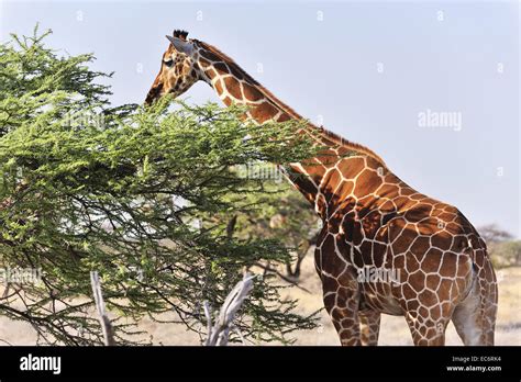 Giraffe Eating Acacia Tree A Giraffe Eating Acacia Leaves · Free