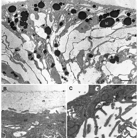 Sem Pictures Of Recombined Ectodermal Endodermal Tissues Immediately