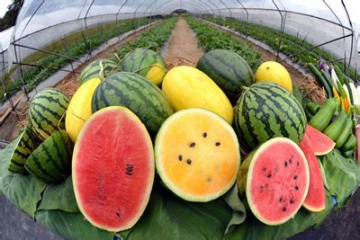 Watermelon Varieties Common Types And Their Tastes What About