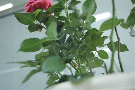 月季叶子发蔫怎么办 花百科