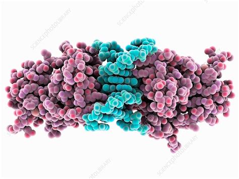 Tumour Suppressor P53 Dna Complex Stock Image C035 5814 Science Photo Library