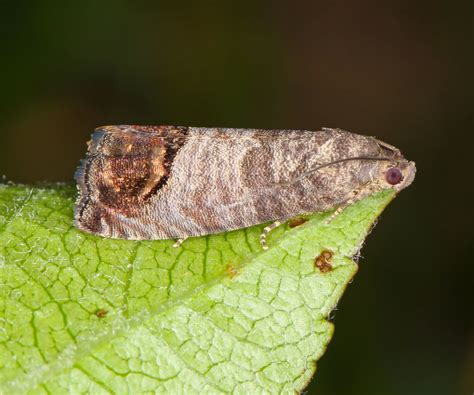 What Are Codling Moths And What Damage Do They Cause Homes And Gardens