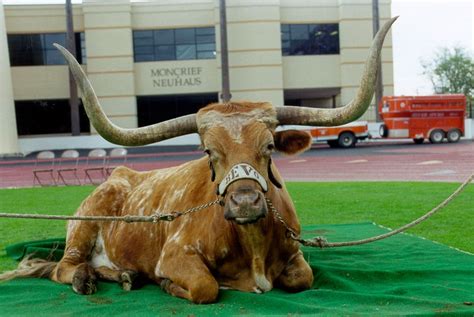 Bevo Xiii The Iconic Texas Longhorns Mascot