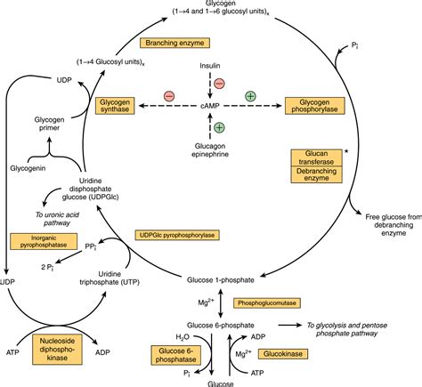 Glycolysis Enzyme Metabolic Pathway At Sandra Mathers Blog