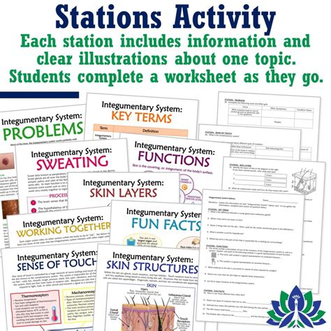 Complete Skin And Integumentary System Unit Flying Colors Science