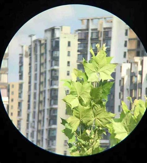 Choosing A Rifle Scope At What Distance Should I Use Different Magnification Levels Foreseen