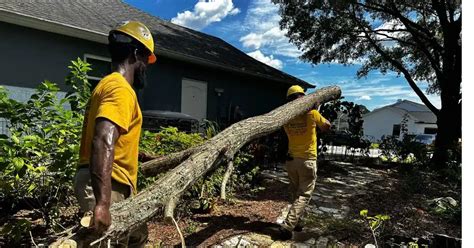 Unlock Safety With Tree Risk Assessment