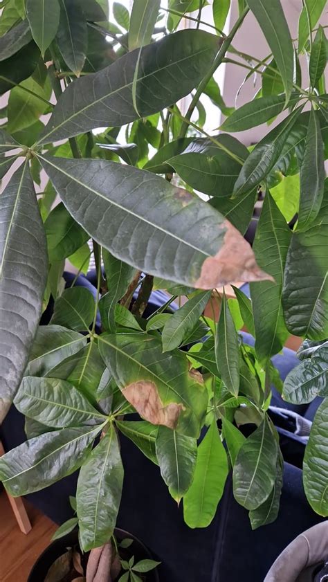 Money Tree Browning Rplantclinic