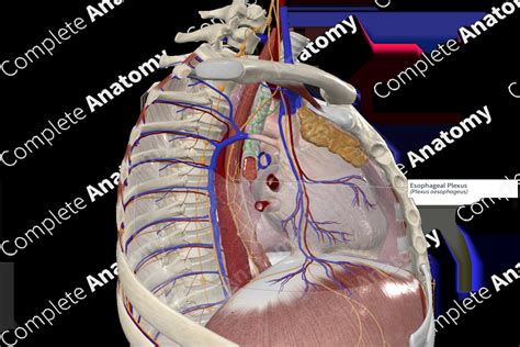 Esophageal Plexus Complete Anatomy