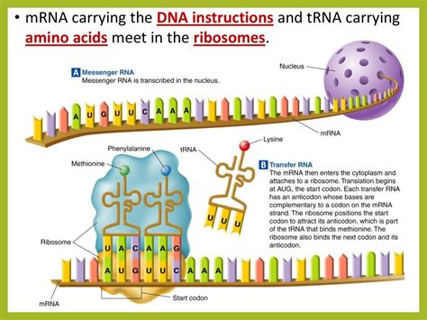 Protein Synthesis Genetic Code At Merrill Lavallee Blog