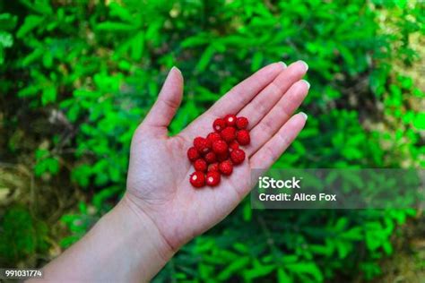 한편 자연 배경 흐리게 야생 익은 빨간 딸기 딸기 자연 배경의 소수 베리 닫습니다 건강한 생활방식에 대한 스톡 사진 및 기타 이미지 건강한 생활방식 과일 관목