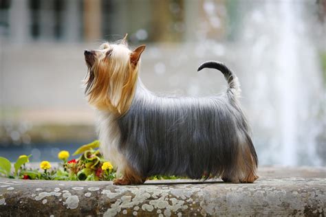 Silkies Dog