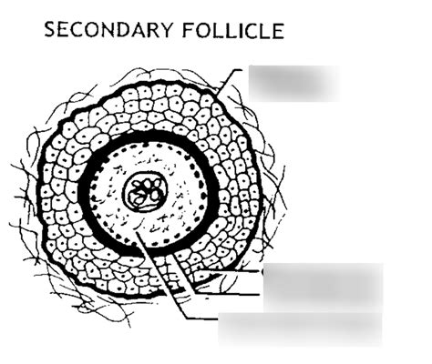 Secondary Follicle Diagram Quizlet