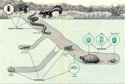 The Official Ga Reptile Nearly Went Extinct But Now Its Thriving
