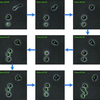 Example Of The Cell Cycle Tracking Process It Is Obtained By Feeding Download Scientific