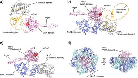 single chain and multimer models of nord and norq using alphafold a