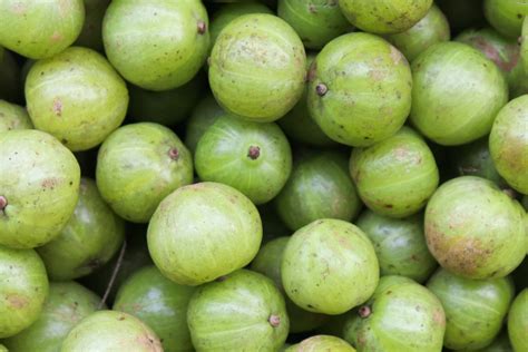 Nootropic Elixir Toolkit Isagenix Business