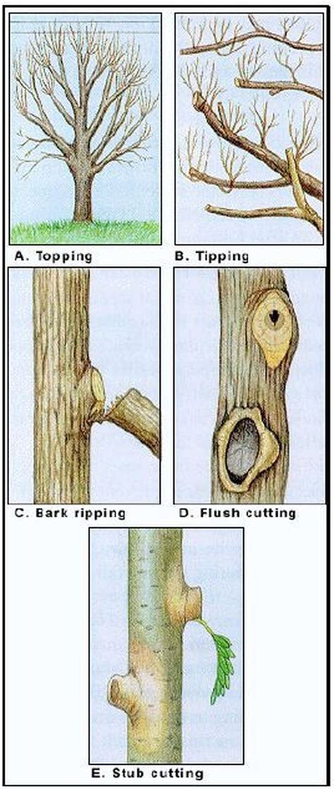 How To Prune A Tree Artofit