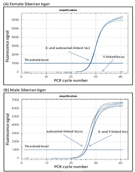 Representative Amplification Plots Of X Y And Autosomal Linked Loci