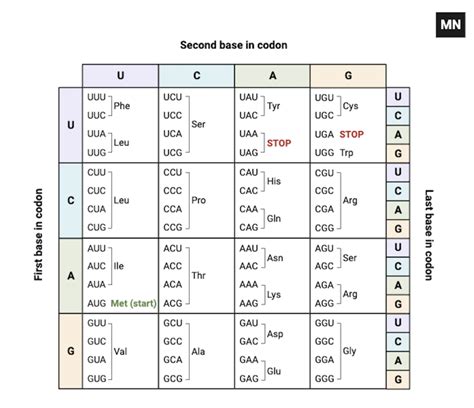 Codon Chart Codon Table Mrna Codon Chart Amino Acids And Rna Wheel