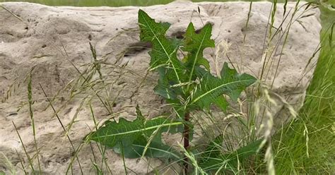 Montana Ag Network Noxious Weeds