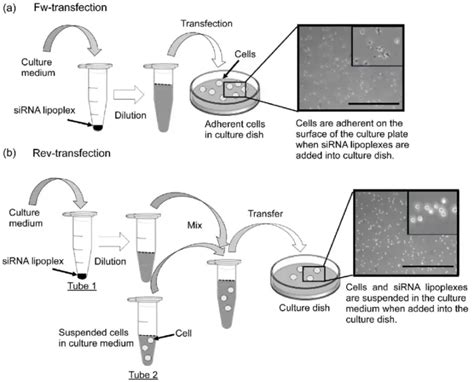 Reverse Transfection Definition Protocol Applications Biology Notes Online