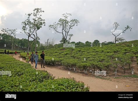 Malnicherra Tea Estate Also Known As Malnichhera Tea Garden Is A Tea