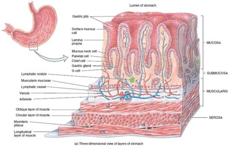 Digestive System Intestinal Wall Histology Flashcards Quizlet