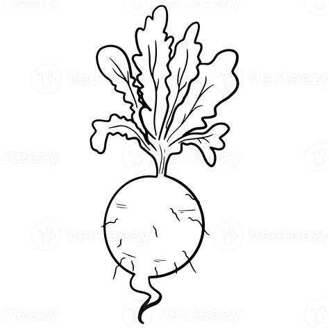 Beetroot Outline Agriculture Plant Salad Ingredient Vegetable Farm