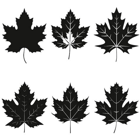 Silhouettes Of Six Maple Leaves Of Varying Shapes And Vein Patterns On