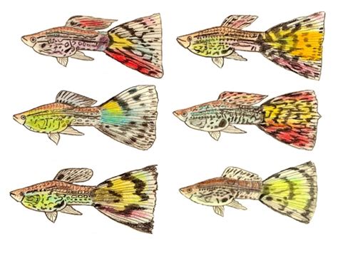 Guppy A New Vision Of The Genetics Of The Types Part 2