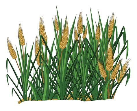 Premium Vector Wheat Plants In A Field
