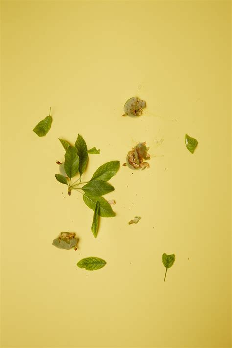 Foot Care Camper Monaco