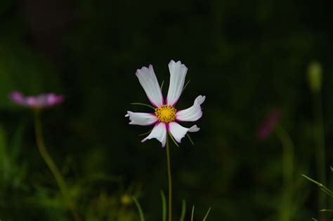 From Manual To Automated Best Practices For Tdd With Github Copilot