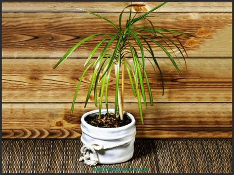 دراسنا پرچمی نگهداری از گل دراسنا پرچمی آبیاری،نور،خاک،کود،دما