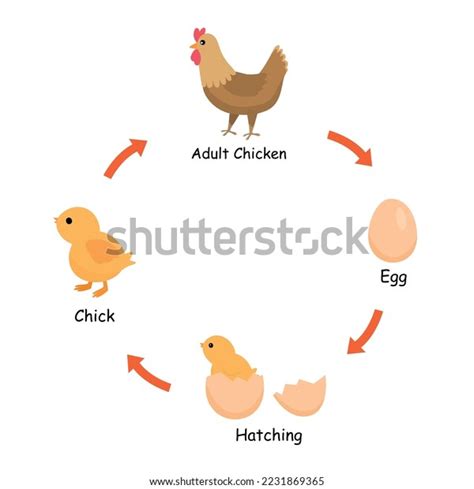 Life Cycle Chicken Egg Hatching Chick Stock Vector Royalty Free