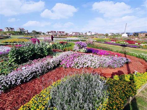 “迎花博 展花梦”——2020上海崇明国际新优花卉展在源怡智慧生态花卉园盛大开幕！ 搜狐大视野 搜狐新闻
