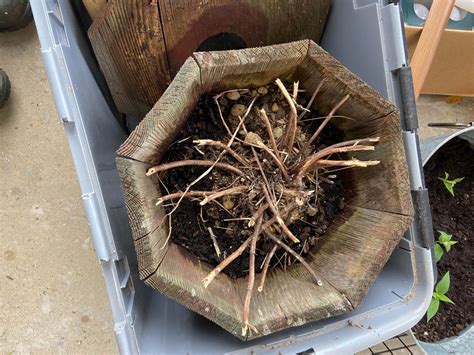 Can My Mega Catnip Root Survive It Seems To Be Rooting Down Into The Pot But Haven T Witnessed