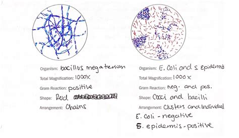Solved Organism Staphylococcus Epidemms Total