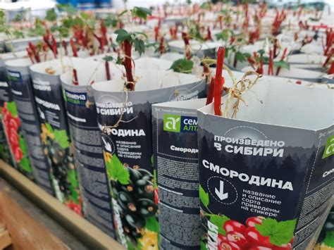 Дача и сад: какие товары для участков закупают жители в магазинах ...